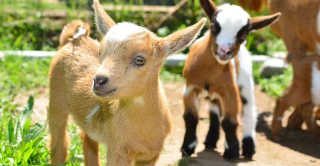 7 Ideal Farm Animals For Oregon Backyards (And Why They Thrive On Small ...