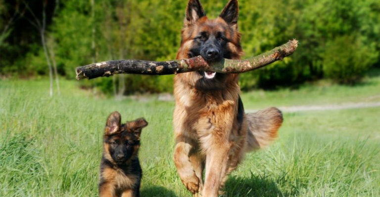 7 Secret Dog Parks In Colorado That Locals Can't Get Enough Of