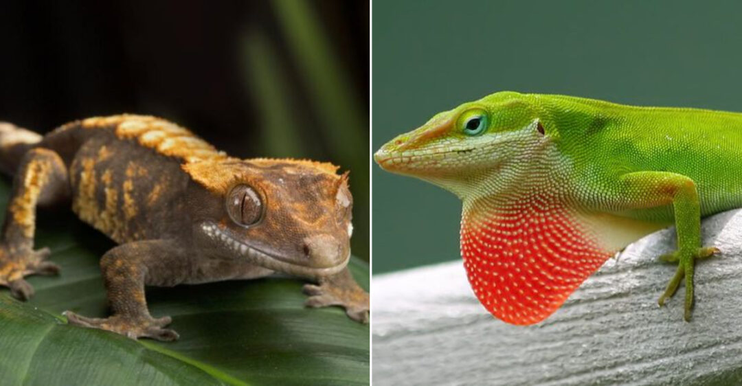 7 Urban-Friendly Reptiles Made For Miami Skyscrapers (Yes, Even With ...