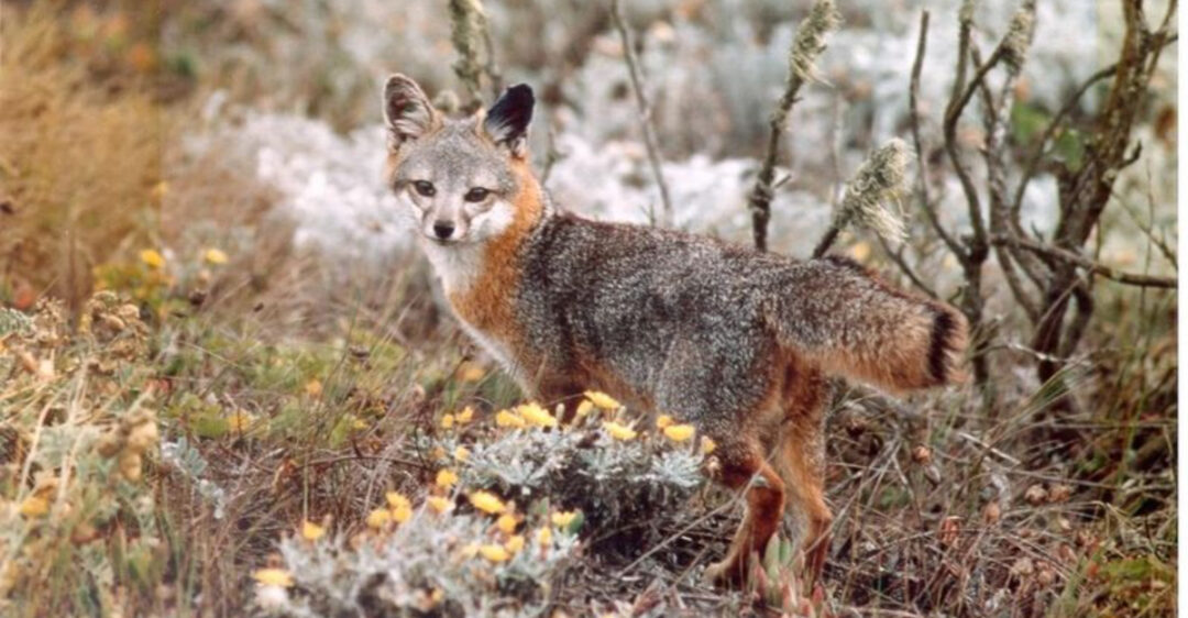 8 Amazing Spots To Observe Wildlife In California