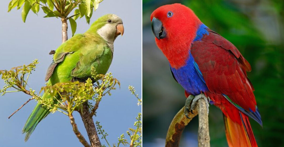 8 Parrot Species Thriving In New Orleans' Street Sounds (And How Jazz ...