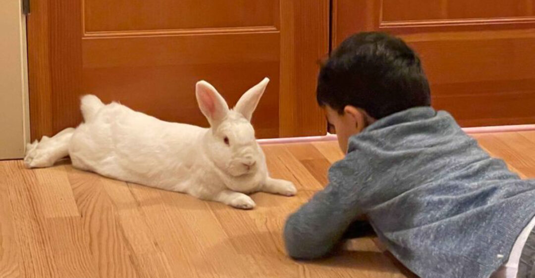 8 Reasons Rabbits Are Perfect Family Pets in California