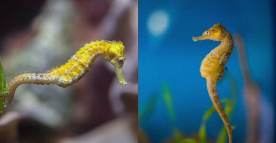 9 Amazing Seahorse Species Calling Florida's Gulf Coast Home