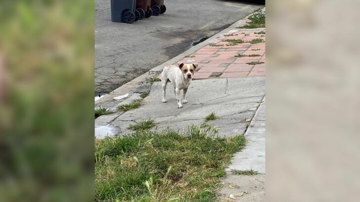A Sad Stray Pup Who Struggled On California Streets For Months Finally ...
