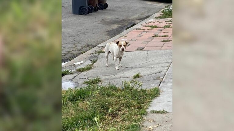 A Sad Stray Pup Who Struggled On California Streets For Months Finally ...