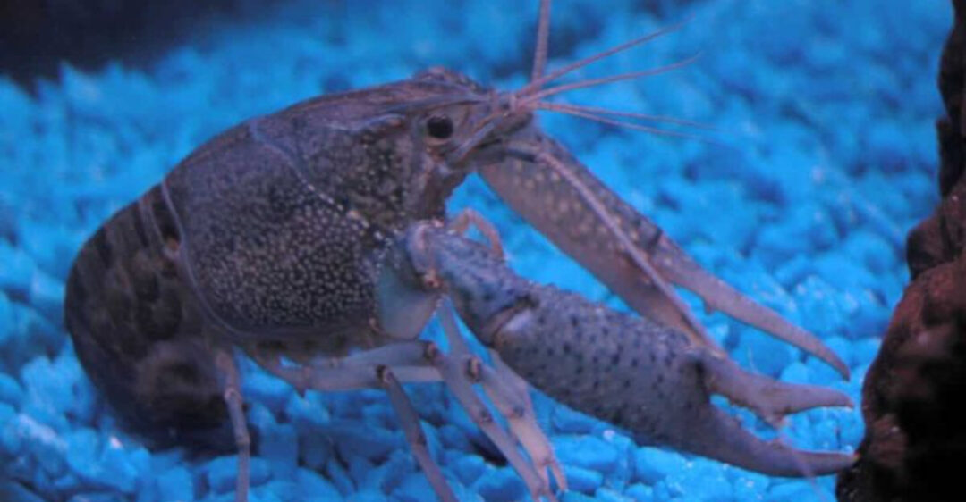 Blue Crawfish Found In North Carolina Creek