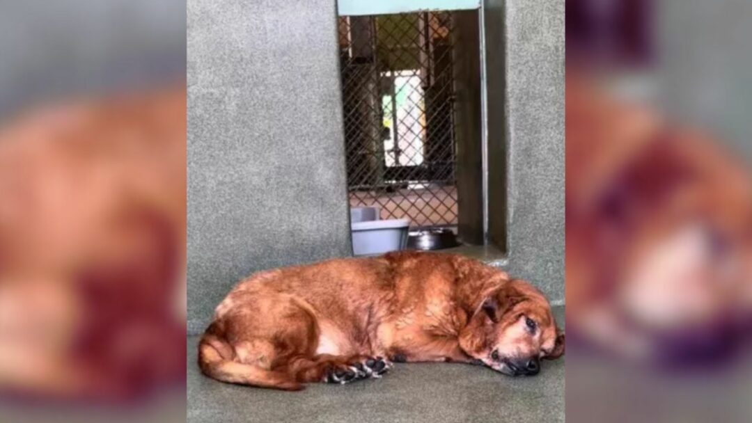 California Rescuers Save A Sad 15-Year-Old Dog From The Streets ...