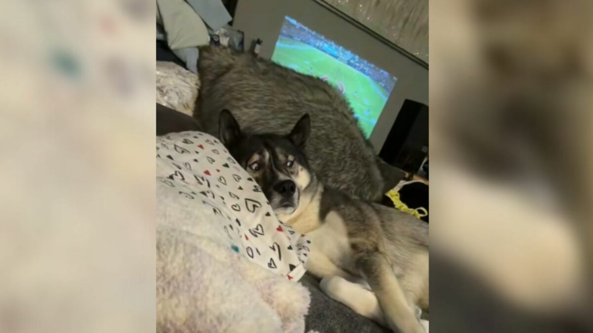 Comfy New York Husky Realizes His Breed Is A Working Type, His Reaction ...