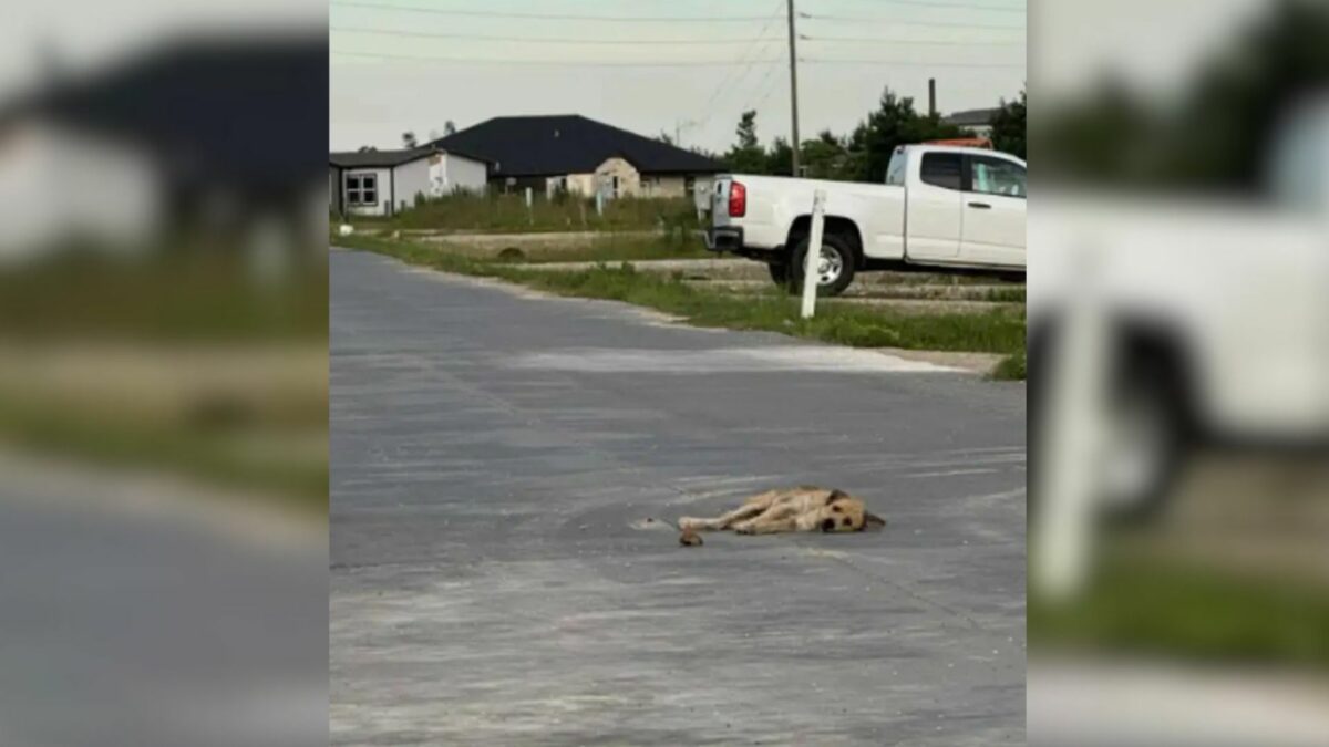 Dejected Dog Who Was Lying In The Middle Of Texas Street, Ready To Give ...