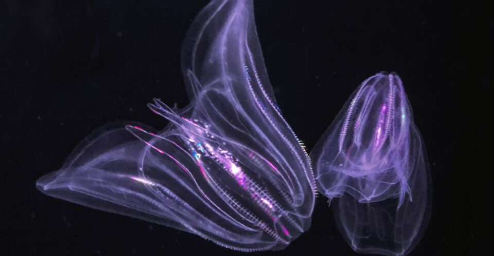 Discover The Mysterious Sea Creatures That Light Up Florida's Coast