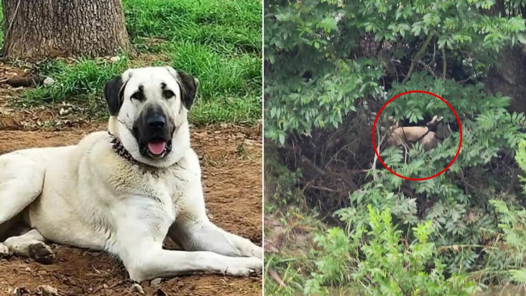 Dog Believed Lost Forever After 16 Hours In Flooded Gully Is Found ...