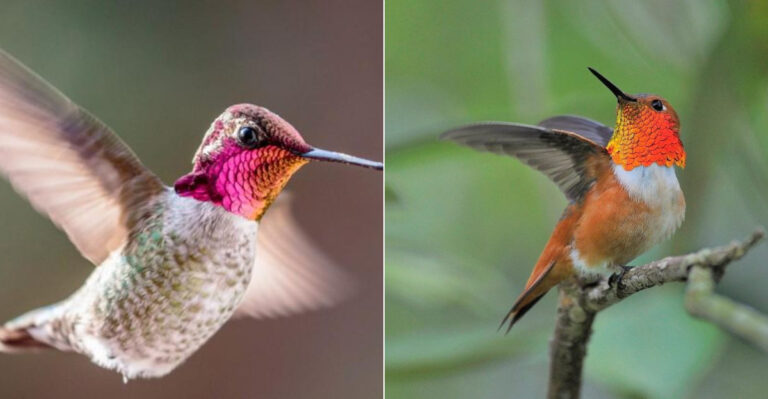 Everything You Need To Know About Hummingbirds In Southern California