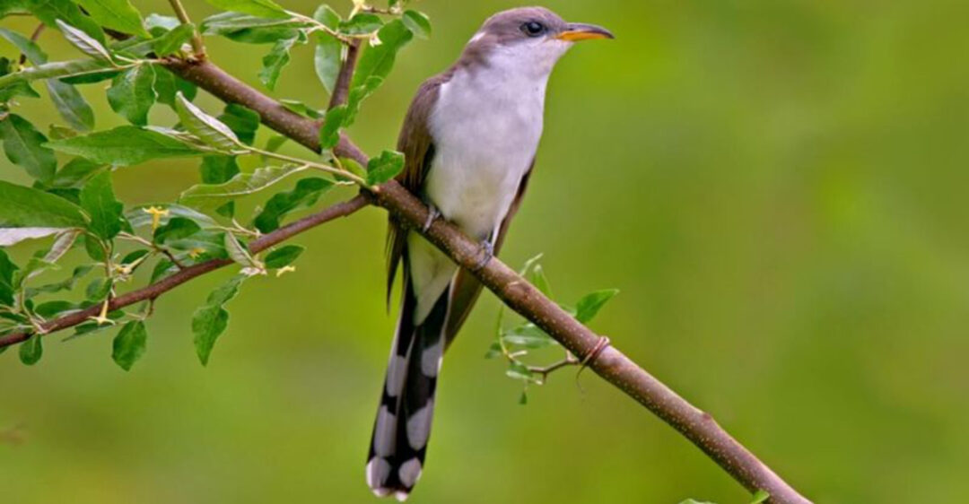 Exploring California's Rare And Endangered Birds: Best Birdwatching ...