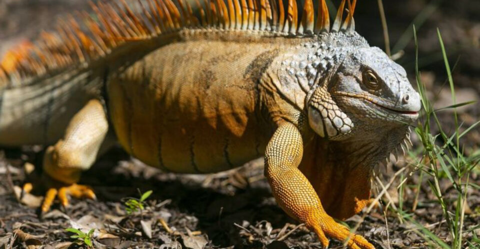 Florida's Struggle With Invasive Reptiles: From Pythons To Iguanas