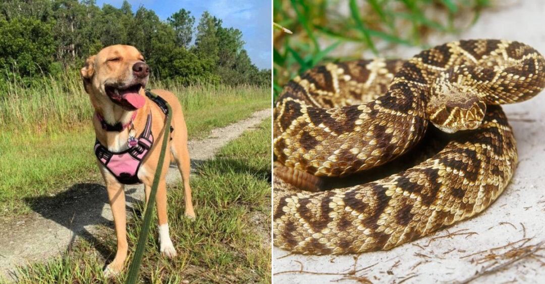 How to Protect Your Dog From Florida's Exotic Wildlife (And Why It's ...