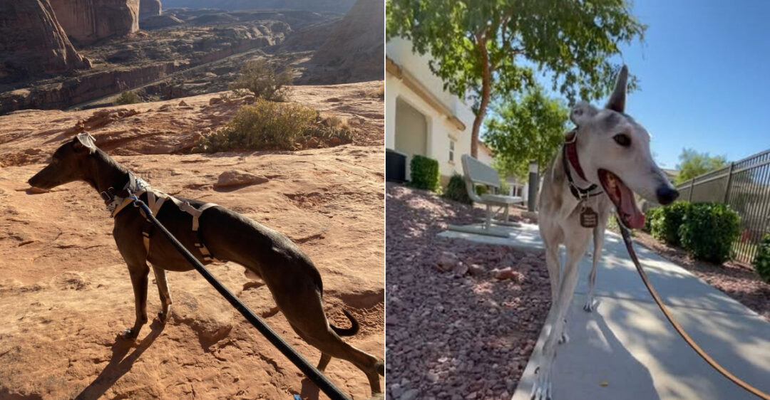Ruling The Vegas Strip, 10 Best Dog Breeds For Nevada's Hot Climate