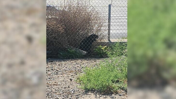 Scared Pup Dumped Next To A Freeway In California Hid In A Bush Until ...