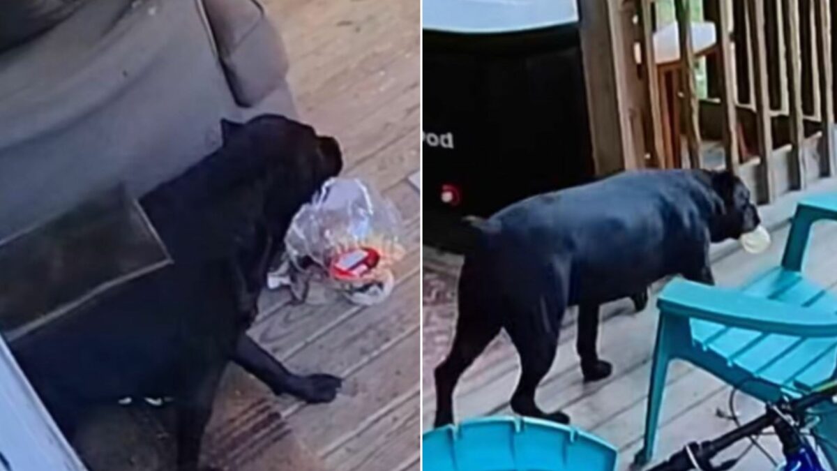 Texas Dog Owner Realized Some Of His Food Went Missing Only To Find The ...