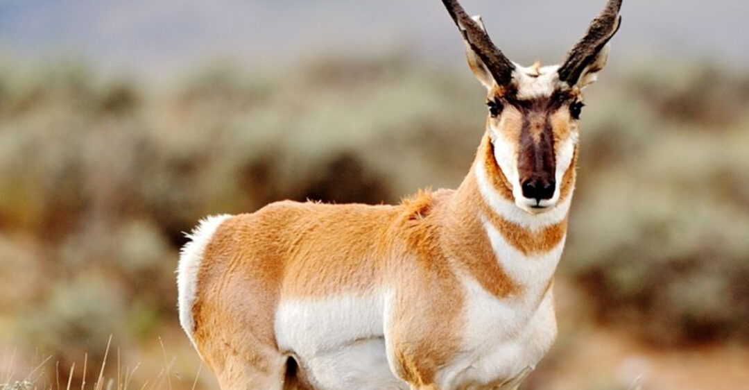 Texas Hosts North America's Fastest Land Animal, And It's Not Who You ...