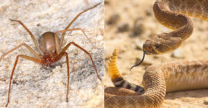 The 10 Most Dangerous Animals In California You Need To Know