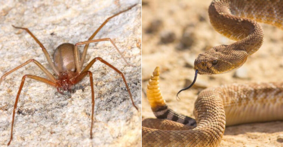 The 10 Most Dangerous Animals In California You Need To Know