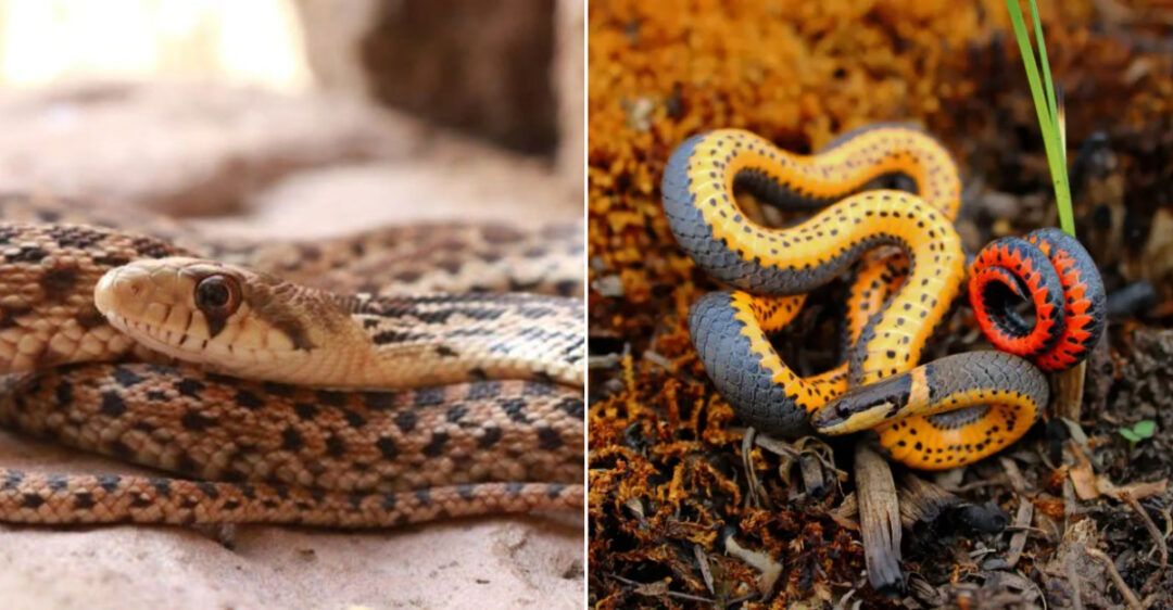 The 12 Most Stunning Snakes You Might See In California