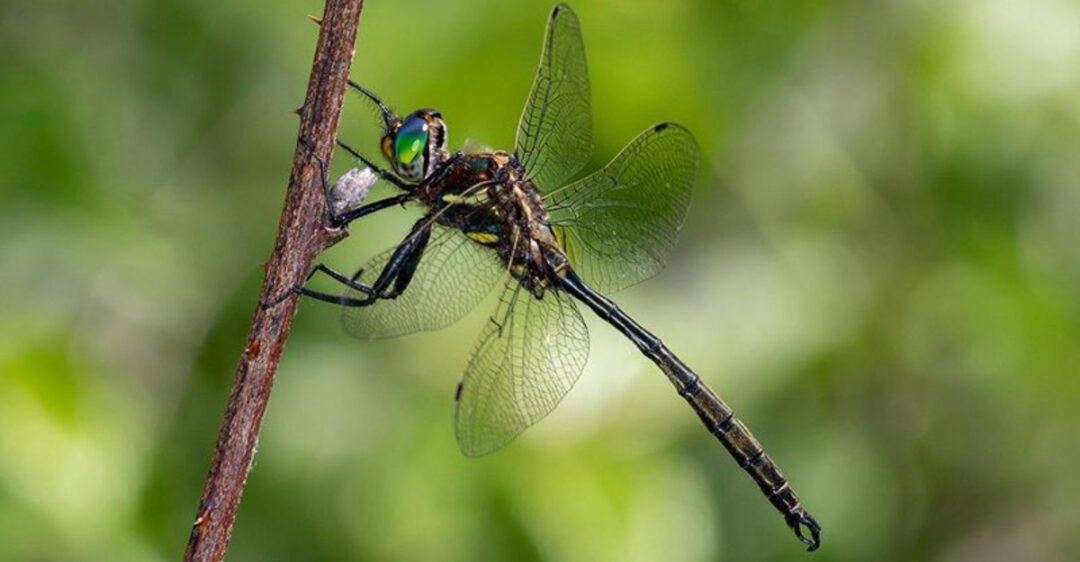 The Different Types Of Dragonflies In Illinois: Your Ultimate Field Guide
