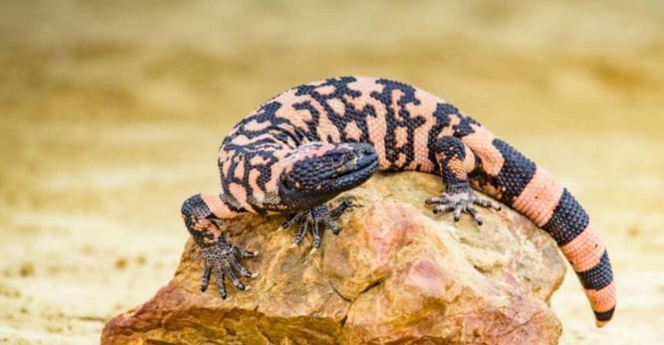 The Gila Monster: America’s Most Venomous Lizard Lives In Arizona