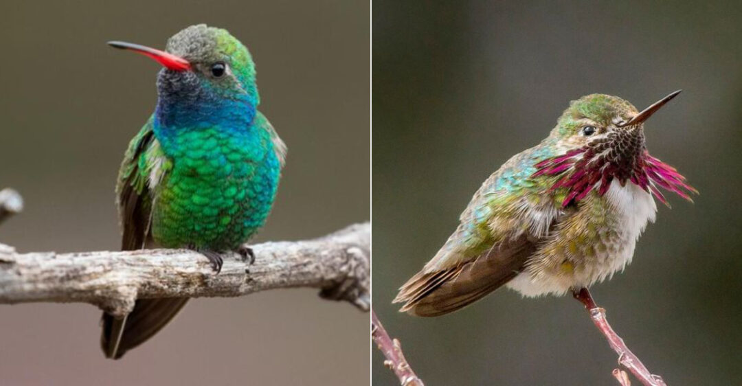 The Ultimate Guide To Identifying Hummingbirds In East Tennessee