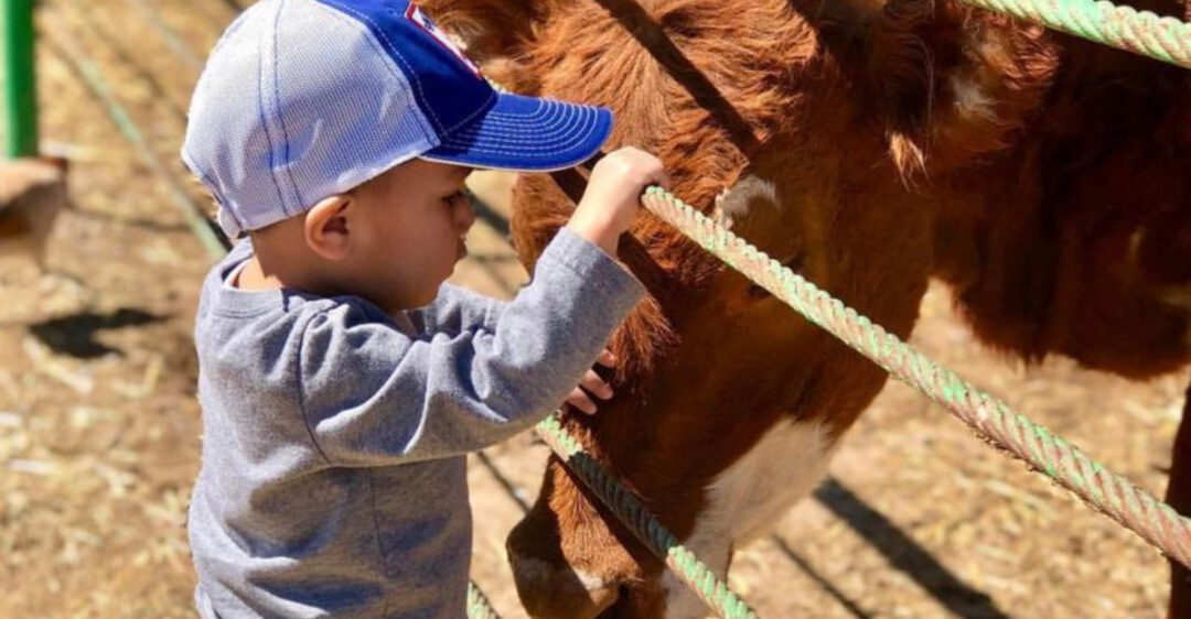 Top 10 Petting Zoos In Texas That Will Delight Animal Lovers