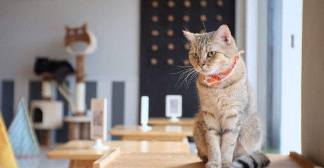 Top 11 Cat Cafés Taking Over California You Should Spend Your Latte ...