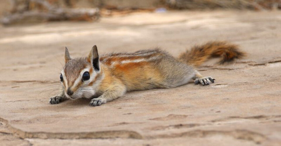 Top 18 States To Find The Most Chipmunk Species