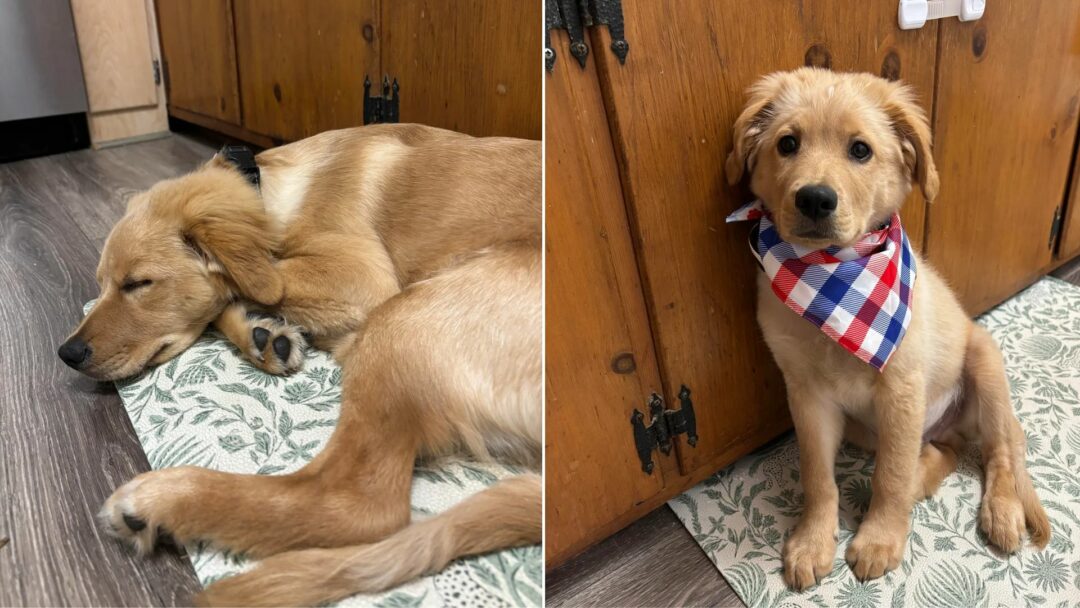 Virginia Woman Adopts A Golden Retriever, But His DNA Reveals Something ...