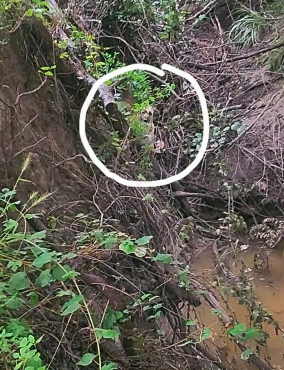 Dog Believed Lost Forever After 16 Hours In Flooded Gully Is Found ...