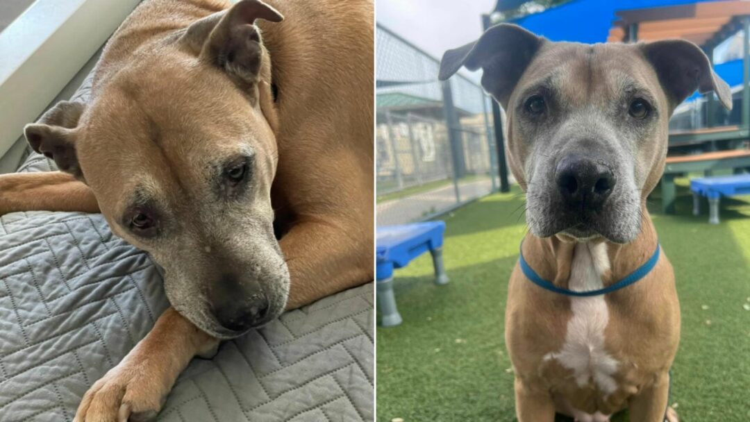 Florida Shelter's Longest Resident Watches Every Other Pup Leave While ...