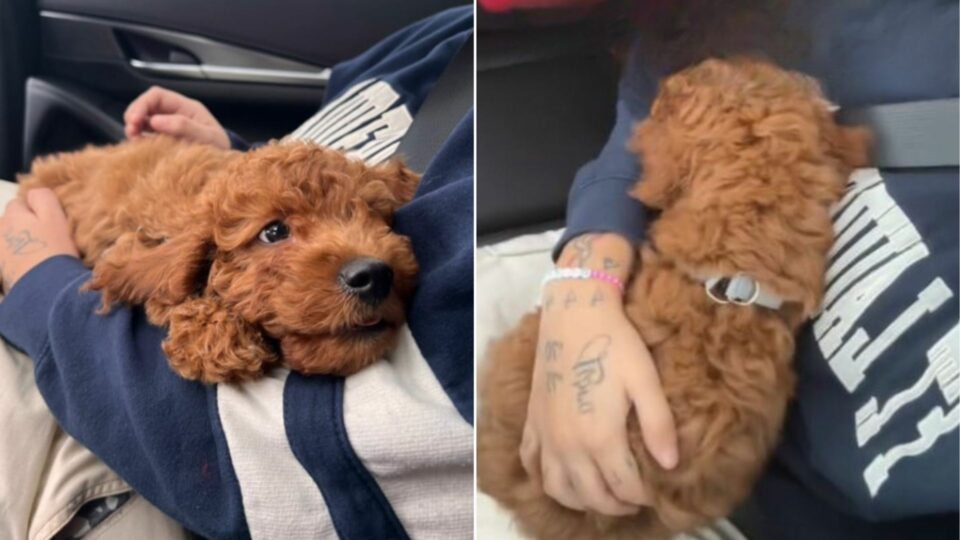 New Jersey Uber Ride Turns Into Unforgettable Trip Thanks To Furry ...