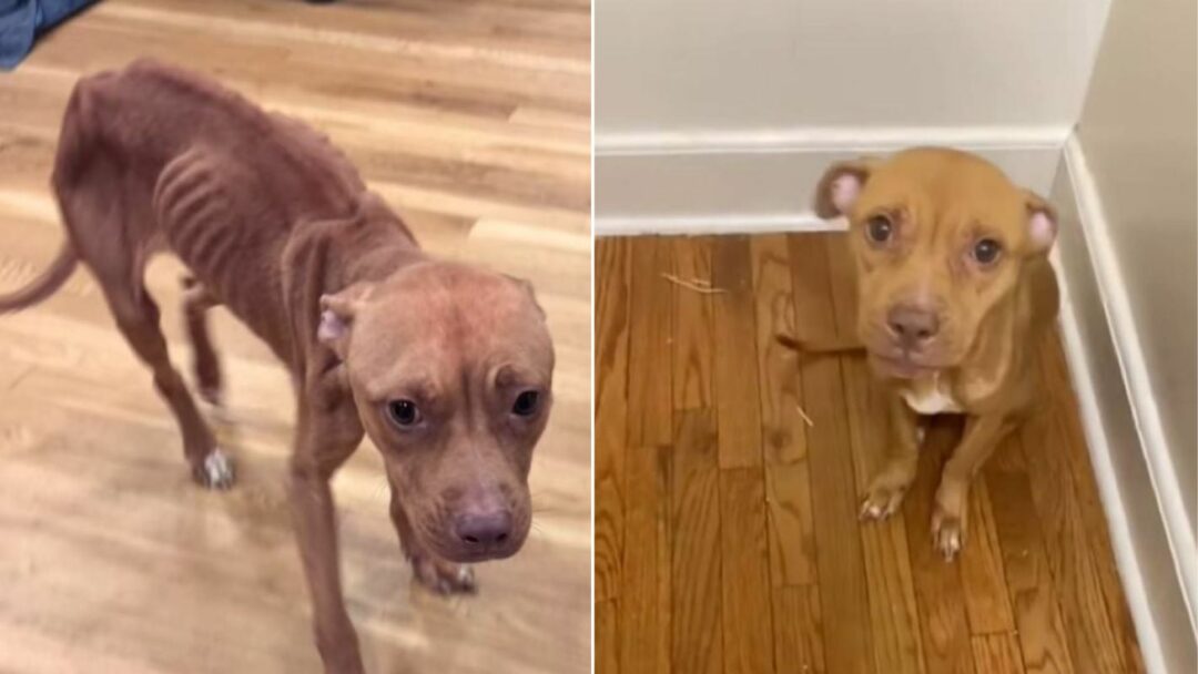 New York Rescuers Stunned After Discovering Neglected Dog Struggling To ...