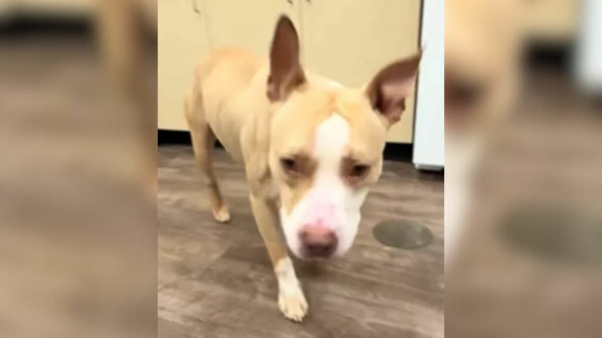 Sorrowful Dog Didn’t Know What To Do After Being Left At Illinois ...
