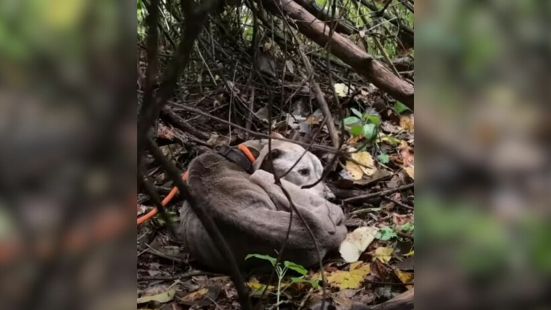Starving Dog Rescued From Missouri Woods Faces An Unexpected Battle