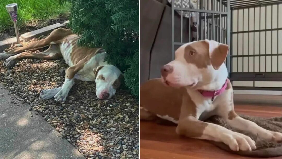 Iowa Dog Spent Days Searching For Help Until His Body Could No Longer ...