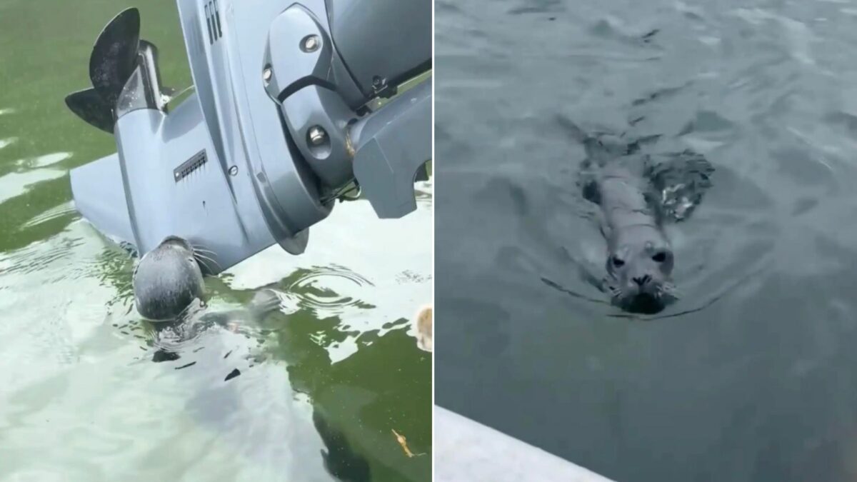 Maine Boaters Spot A Strange Blob On Their Engine And What They ...