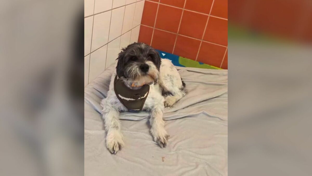 Michigan Dog Thought He Found His Forever Home, But Was Returned In ...