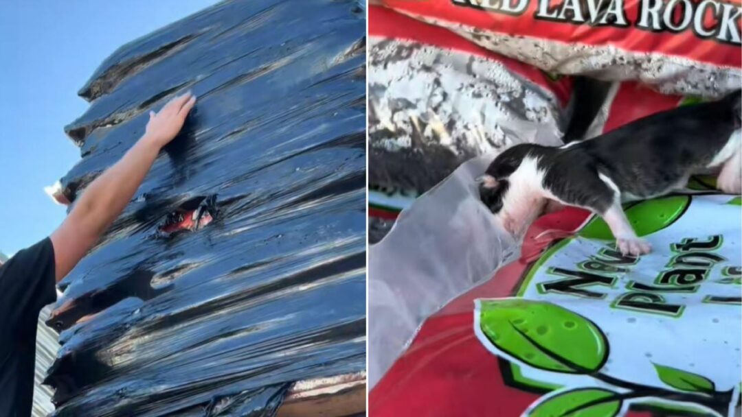 Michigan Man Tears Open Plastic Wrap In Store, And What Tumbles Out ...