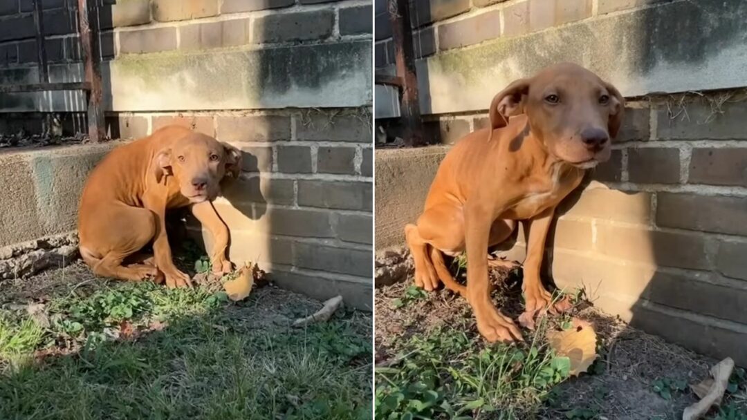 Missouri Dog Who Was Starving Finds A New Beginning Thanks To Kind ...
