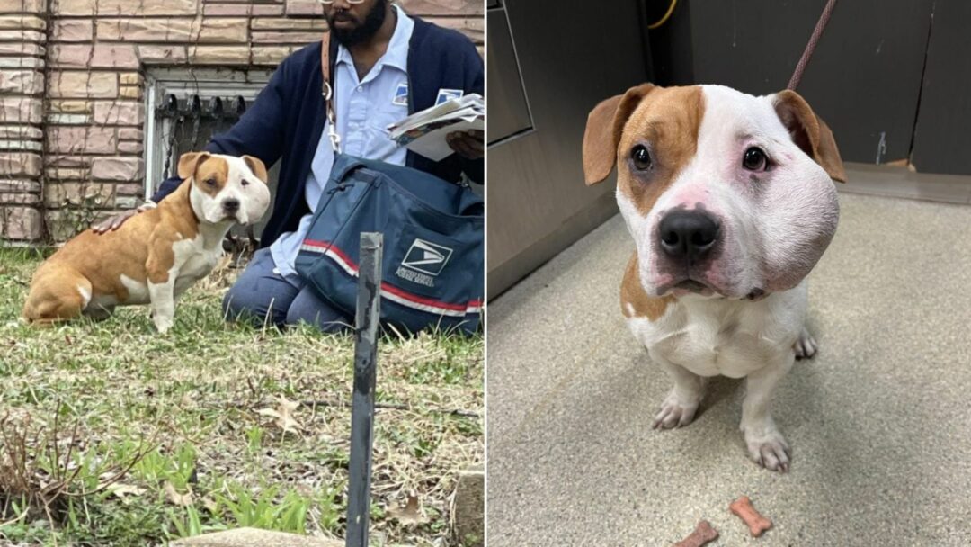 Missouri Mailman Slams On Brakes After Spotting Helpless Pup Crying For ...