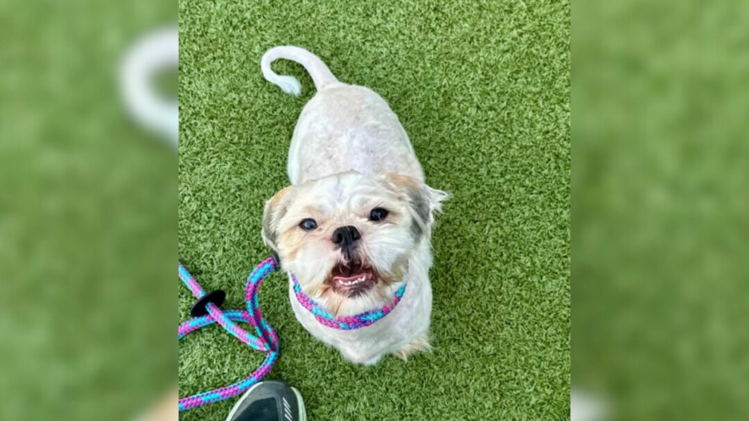 Missouri Stray Dog’s Arrival To Shelter Leads To Shocking Microchip ...