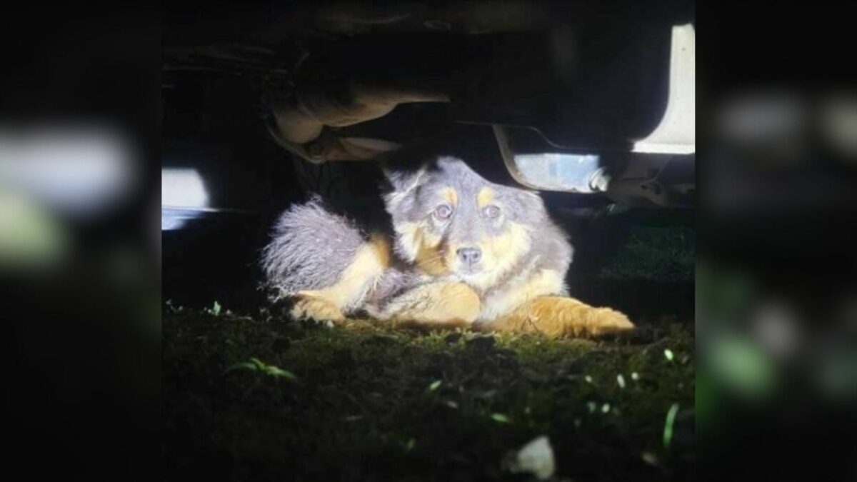 Washington Woman Expected A Quiet Night But A Terrifying Cry Lead To A ...