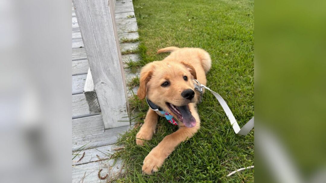 Woman From Virginia Adopts A Golden Retriever But DNA Results Reveal A ...