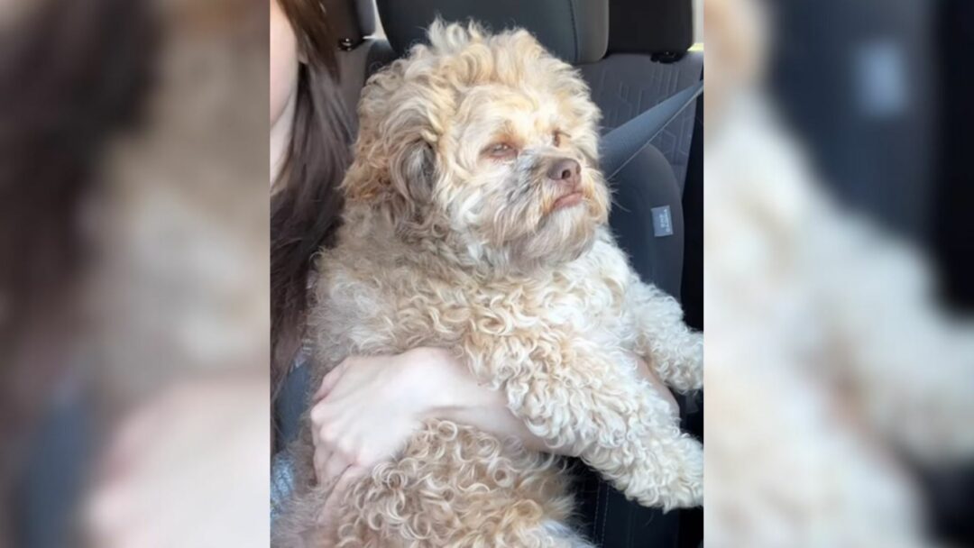 Alabama Dog Has A Face That Looks Just Like A Human's, And The Internet ...
