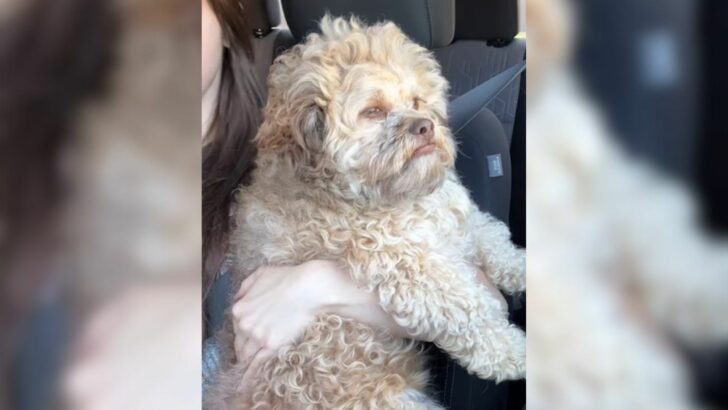 Alabama Dog Has A Face That Looks Just Like A Human's, And The Internet ...